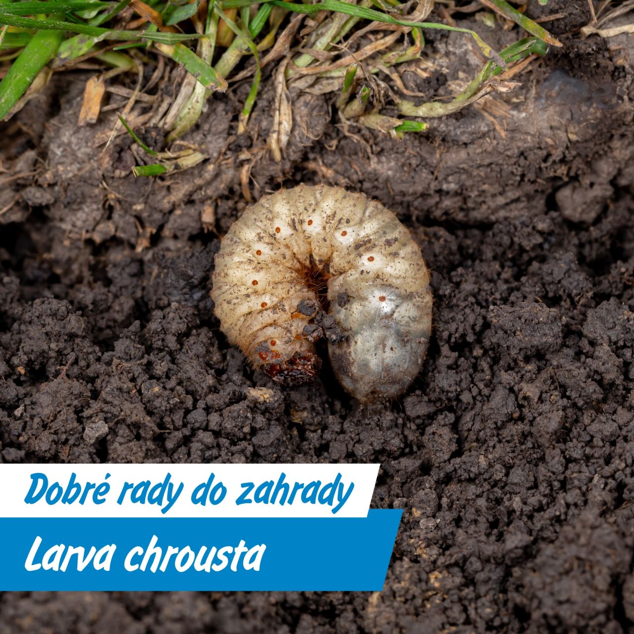 Ponrava v zahradě? Víme, jak ji dostat pod kontrolu | Aktuálně | Rádio ...