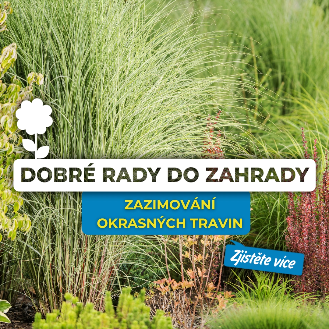 Jak připravit okrasné traviny na zimu: Tipy pro zdravý růst na další ...